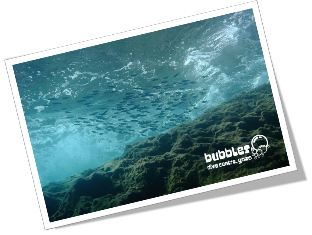 Bubbles Dive Centre - islandofgozo.org